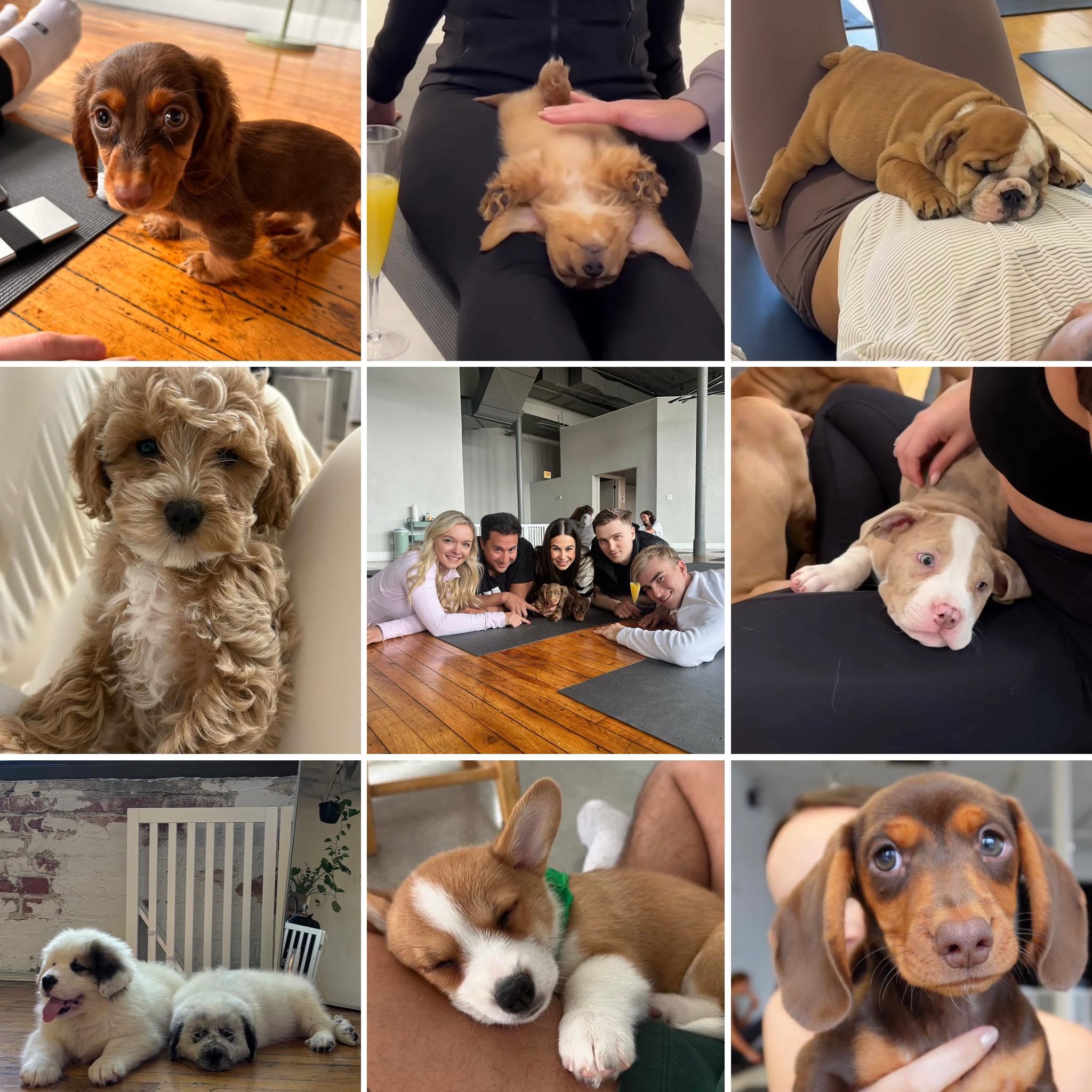 Yoga with Puppies - Madison West
